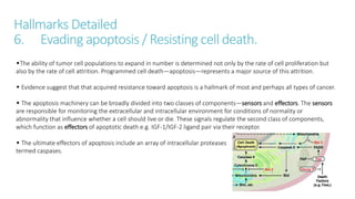 Hallmarks of Cancer | PPTX