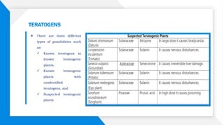 Hallucinogens, teratogens, natural allergens | PPTX