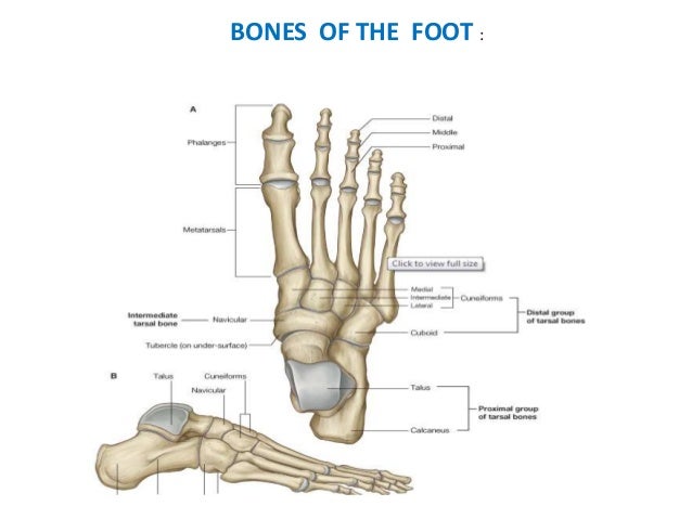Hallux Valgus A Detailed Outline