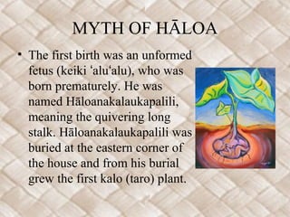 Haloa | PPT
