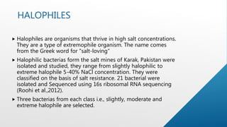 Halophic bacteria used to grow the wheat in salnity areas | PPTX