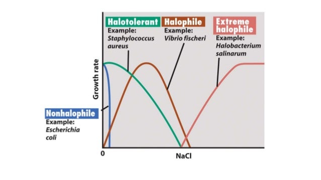 Halophiles (Introduction, Adaptations, Applications)