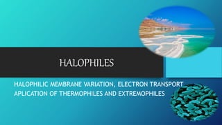 Halophiles | PPTX