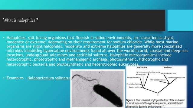 Halophiles | PPTX | Chemistry | Science
