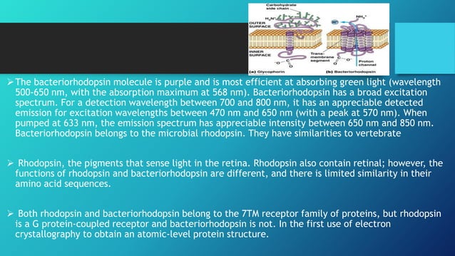 Halophiles | PPTX | Chemistry | Science