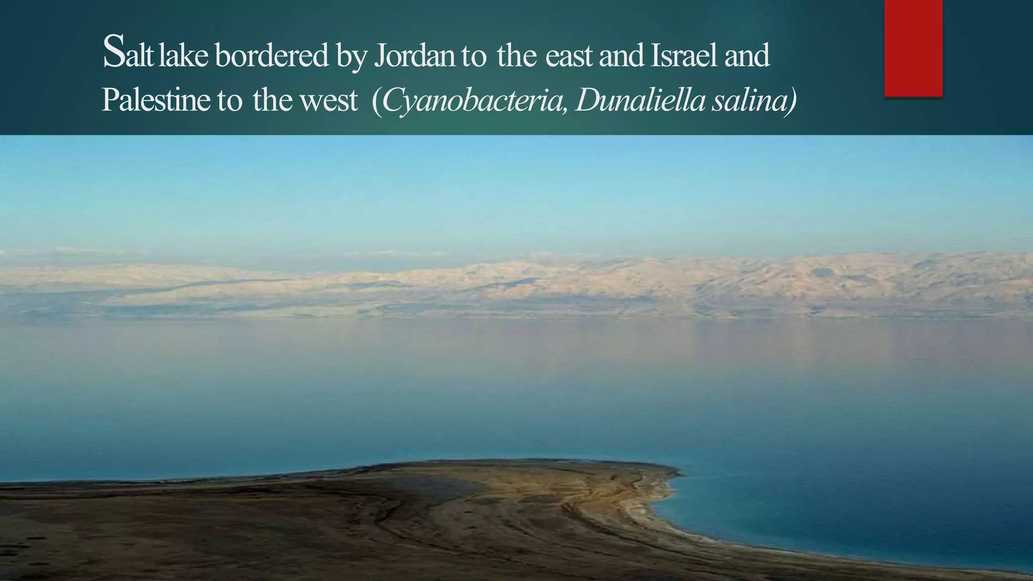 Halophiles their systemm and applications | PPTX | Geography | Science
