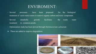 Halophiles their systemm and applications | PPTX | Geography | Science