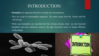 Halophiles their systemm and applications | PPTX | Geography | Science