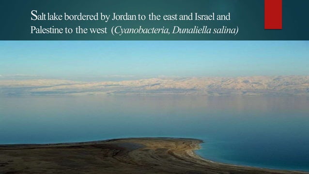 Halophiles their systemm and applications | PPTX | Geography | Science