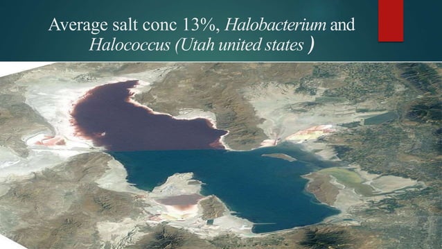 Halophiles their systemm and applications | PPTX | Geography | Science
