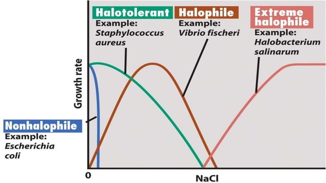 Halophiles their systemm and applications | PPTX | Geography | Science