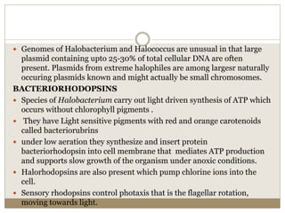 Halophile sfinal.pptx