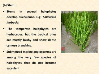 Halophypes | PDF