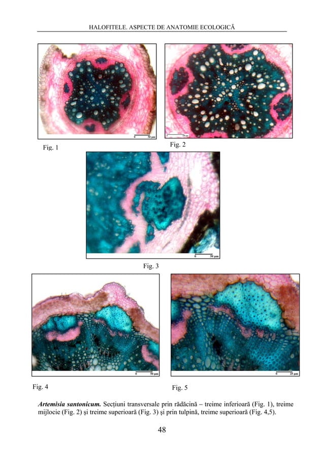 Halophytes. Ecological anatomy aspects. Marius Nicusor Grigore and ...