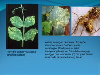 hama-dan-penyakit-pada-tanamantumbuhan.ppt
