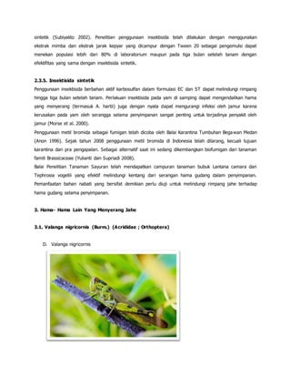 Hama jahe-dan-pengendaliannya | DOCX
