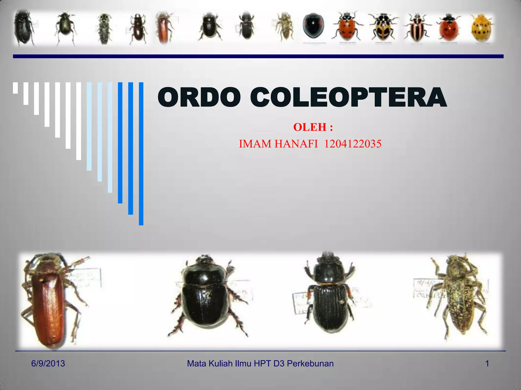 Hama coleoptera | PPTX