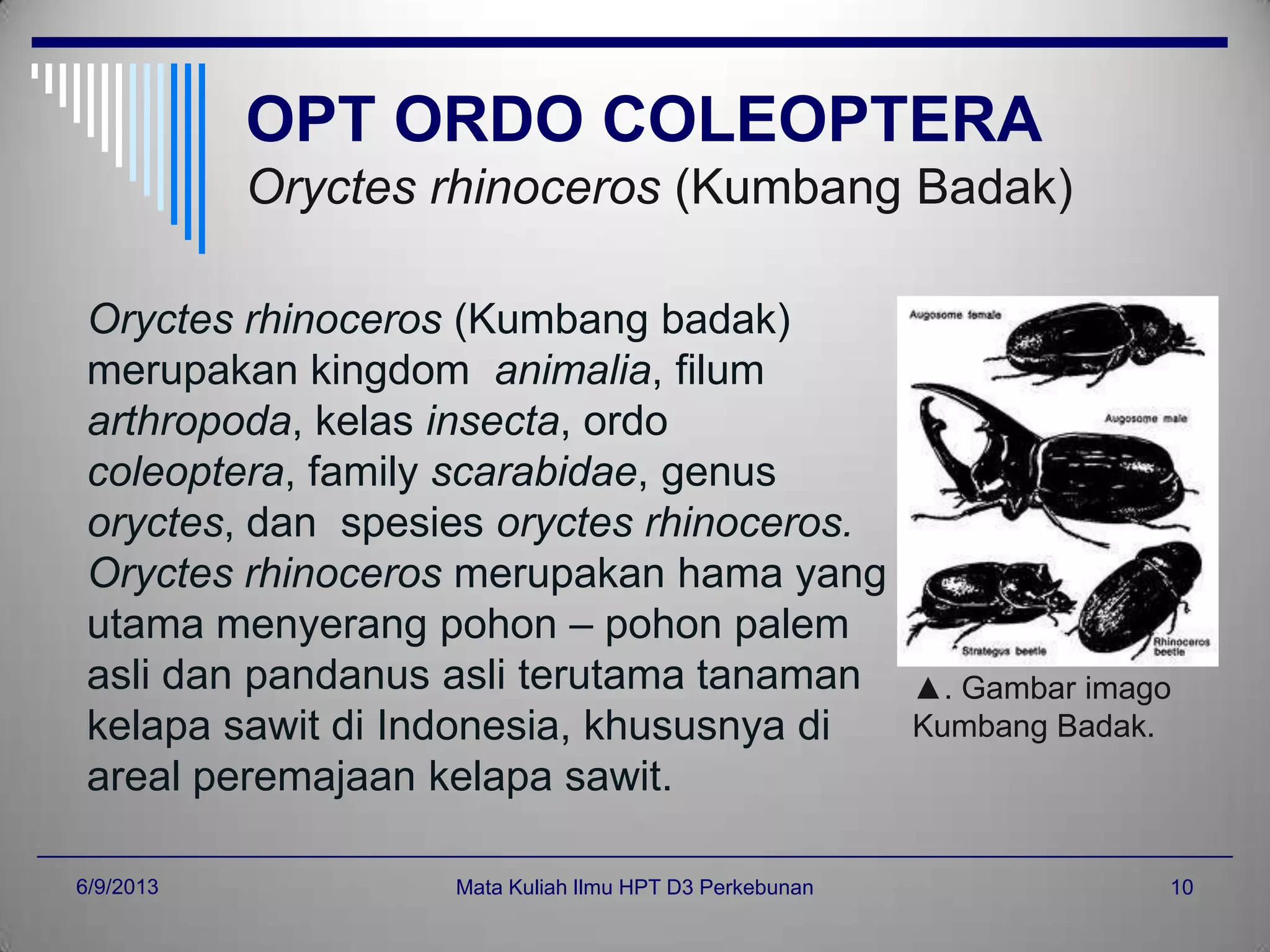 Hama coleoptera | PPTX