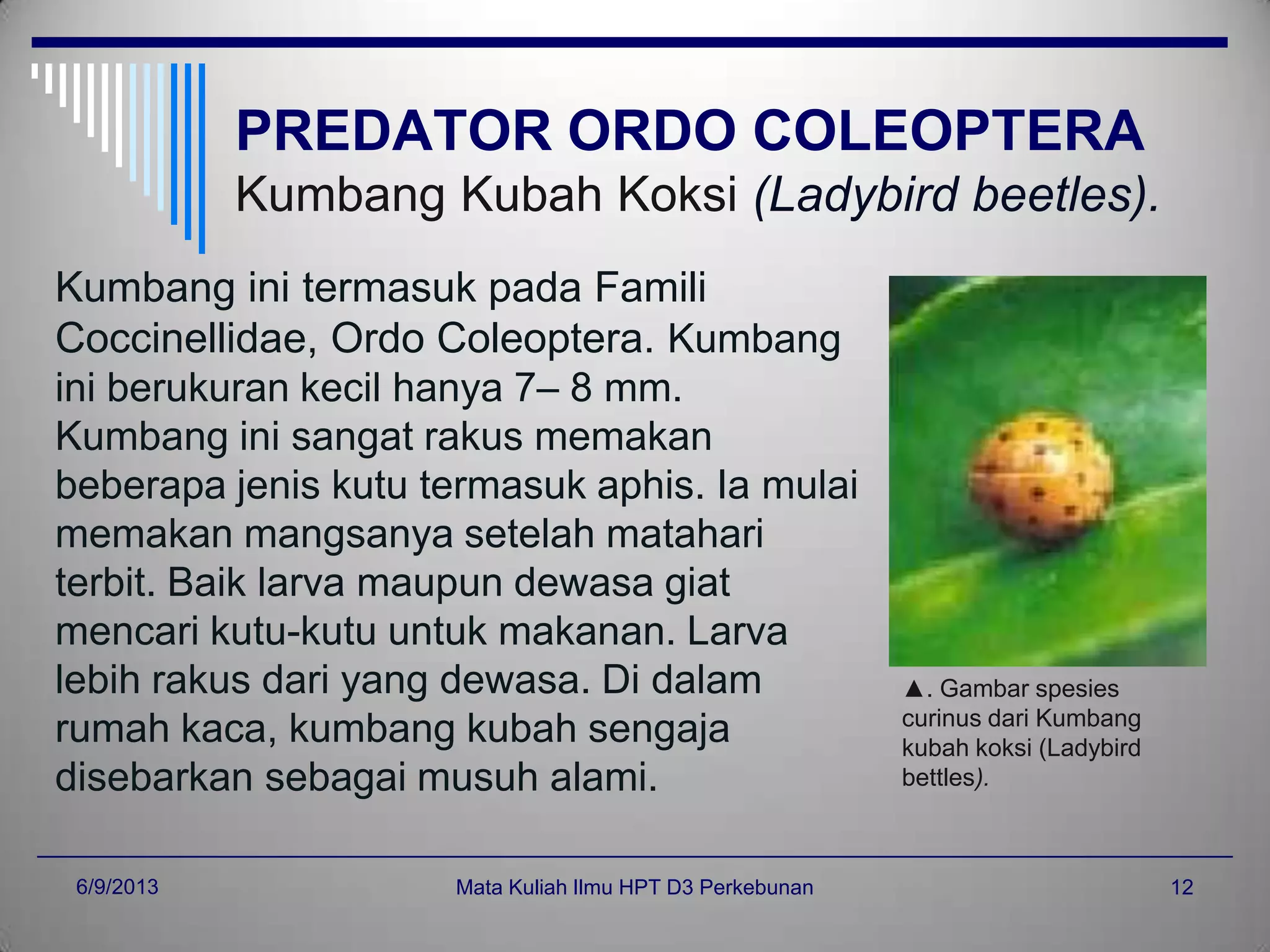 Hama coleoptera | PPTX