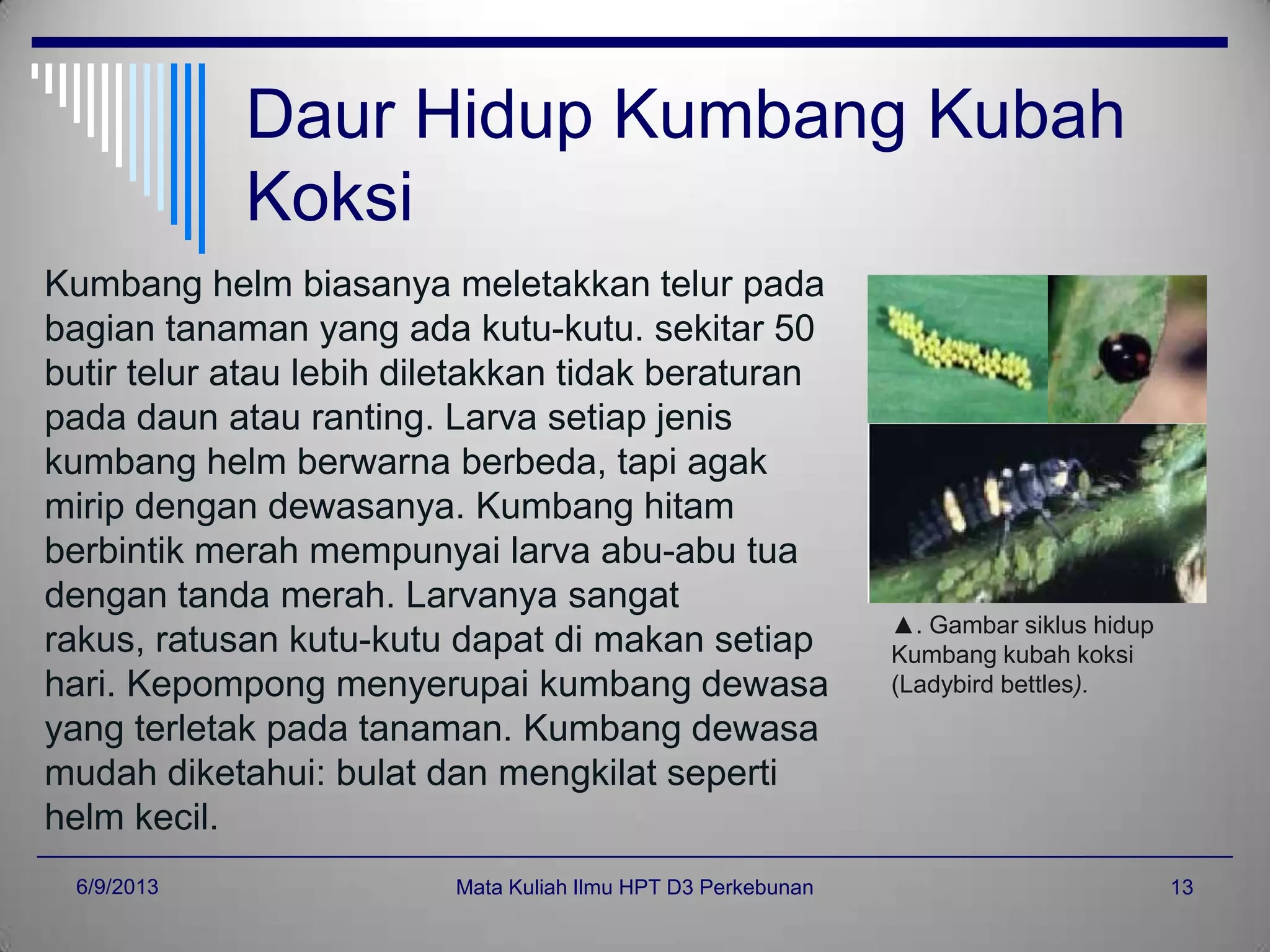 Hama coleoptera | PPTX