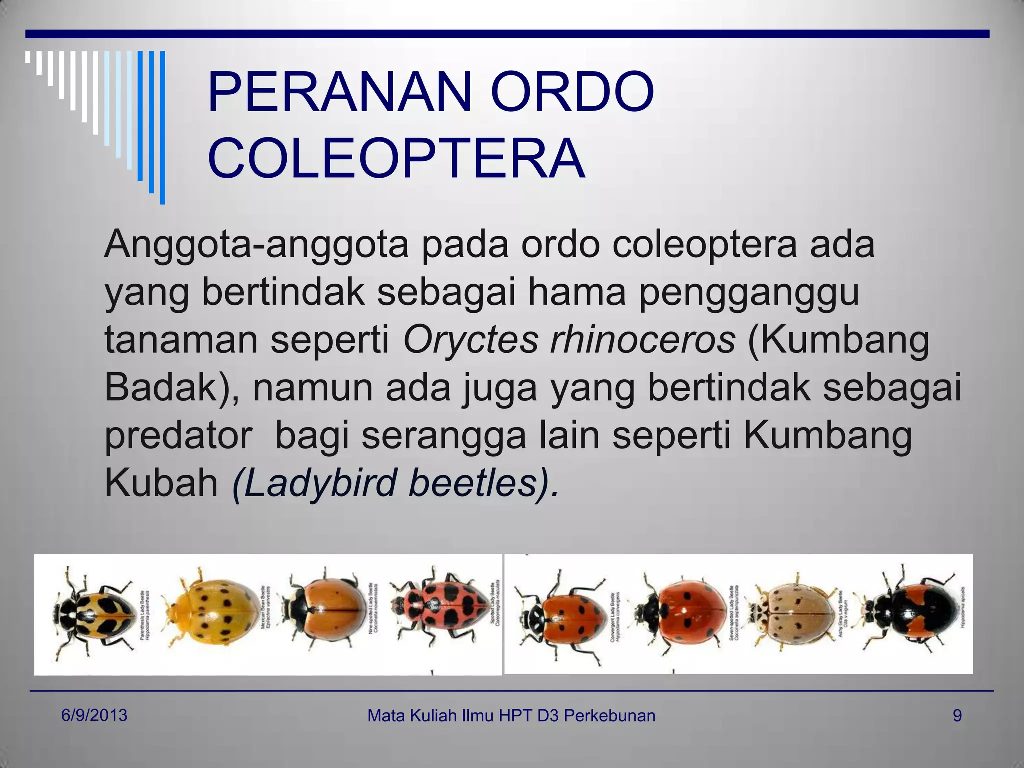 Hama coleoptera | PPTX