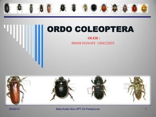 Hama coleoptera | PPTX