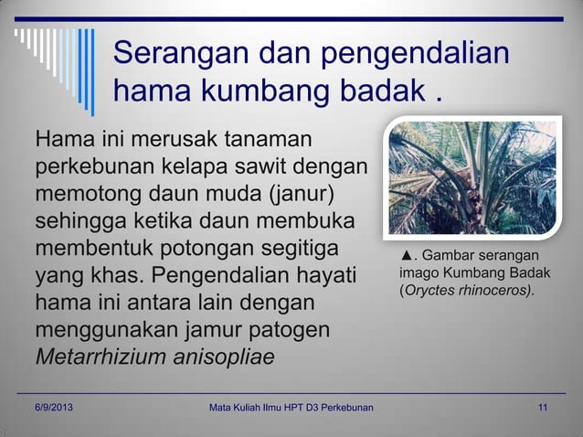 Hama coleoptera | PPTX