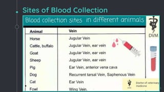 Collection Of blood, sites Of blood collection in different animals | PPTX