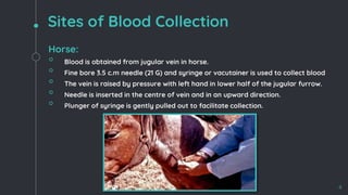 Collection Of blood, sites Of blood collection in different animals | PPTX