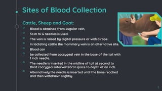 Collection Of blood, sites Of blood collection in different animals | PPTX