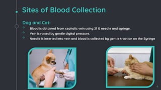 Collection Of blood, sites Of blood collection in different animals | PPTX