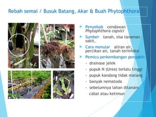 Presentasi Pengetahuan Hama dan Penyakit Cabai.ppt