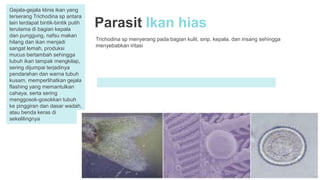 materi kHama dan penyakit ikan hias.pptx