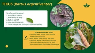 Hama dan Penyakit Penting pada jagung.pptx