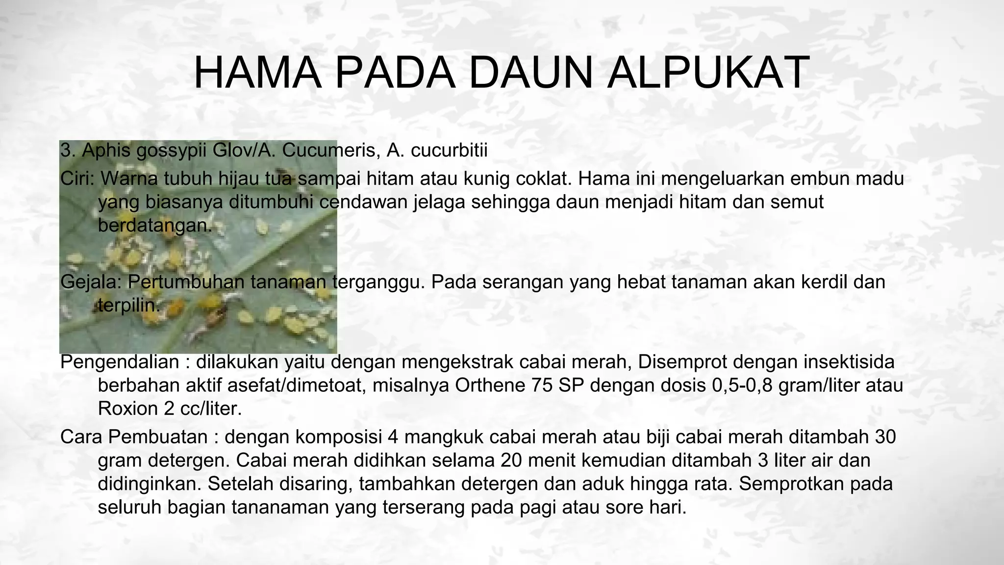Hama dan penyakit tanaman alpukat | PPT