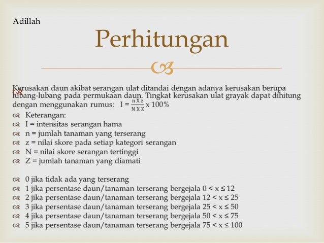 hama pada tembakau