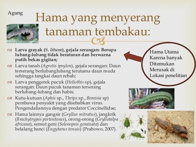 hama pada tembakau