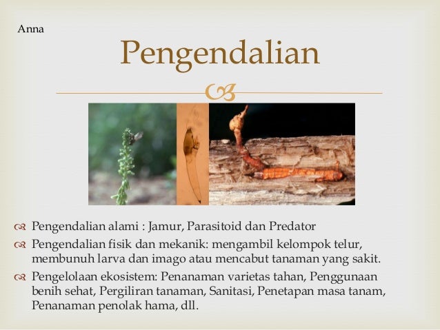 hama pada tembakau
