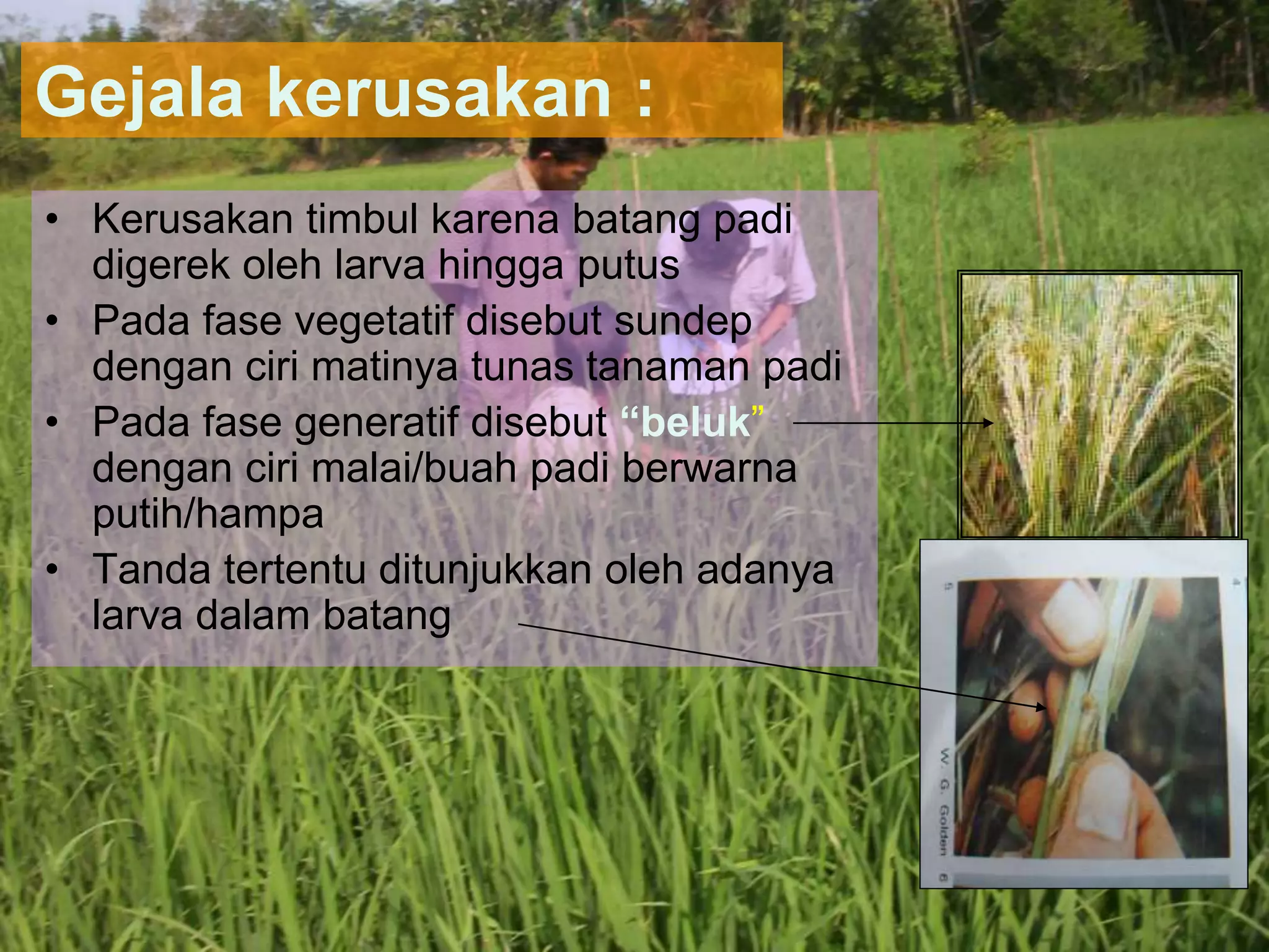 Hama PENGGEREK BATANG.ppt