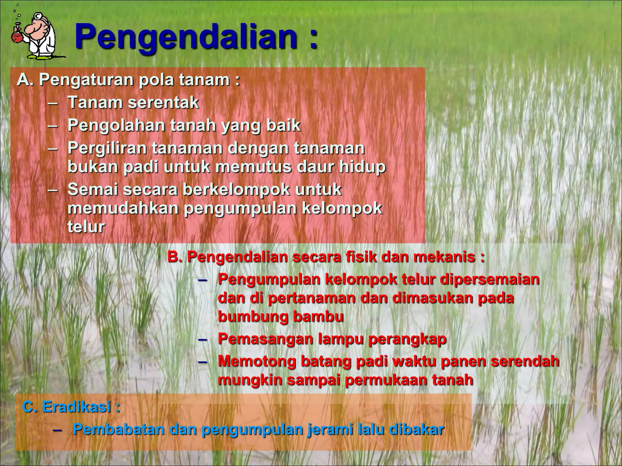 Hama PENGGEREK BATANG.ppt