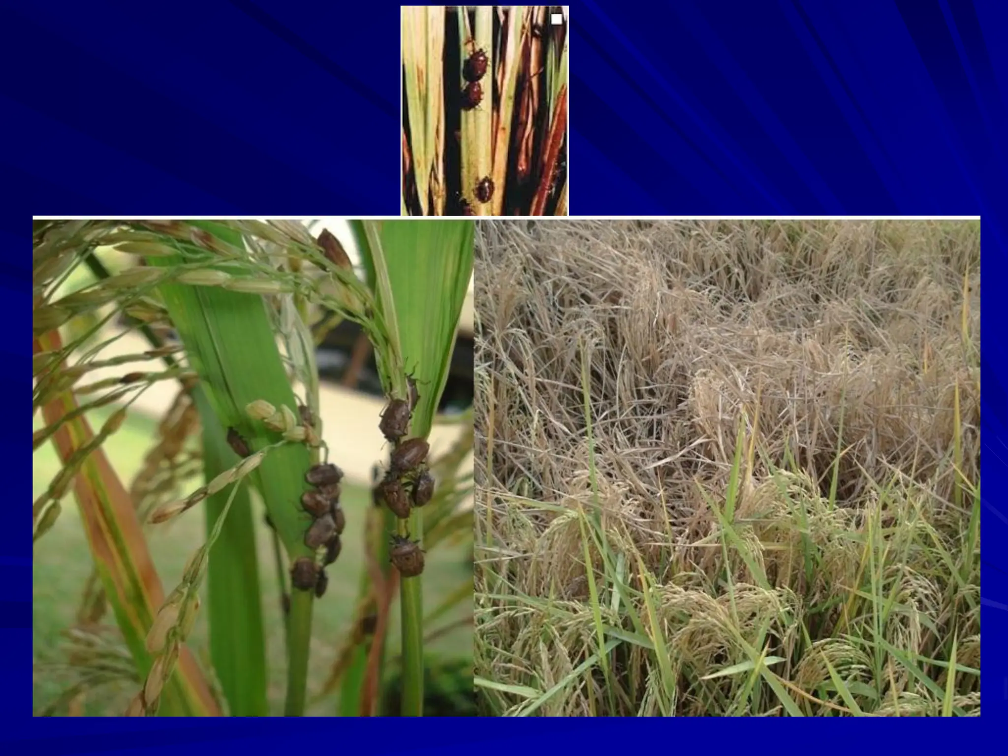 Hama Penting pada Tanaman Padi 1. Jenis hama padi 2. Bioekologi hama ...