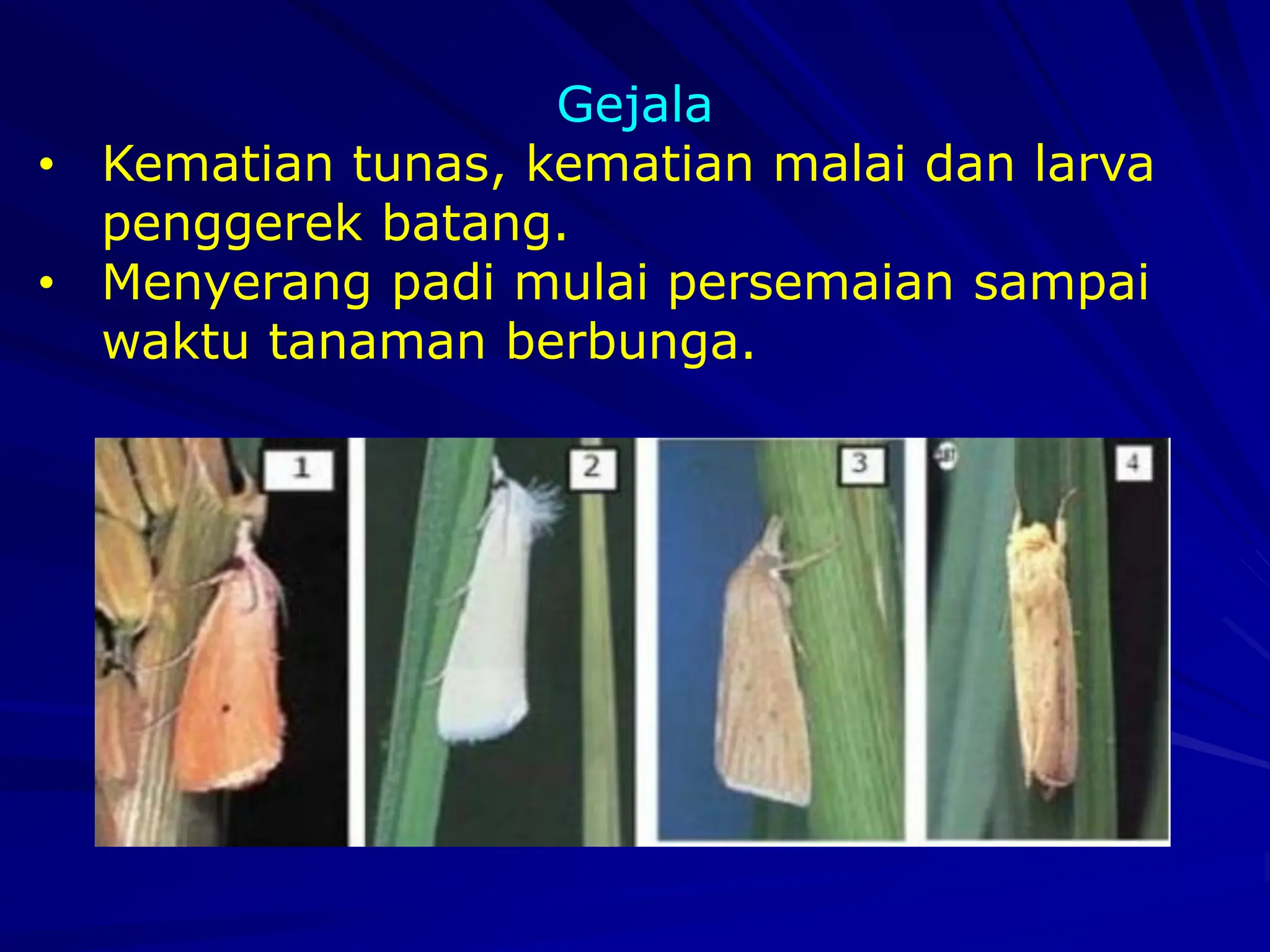 Hama Penting pada Tanaman Padi 1. Jenis hama padi 2. Bioekologi hama ...