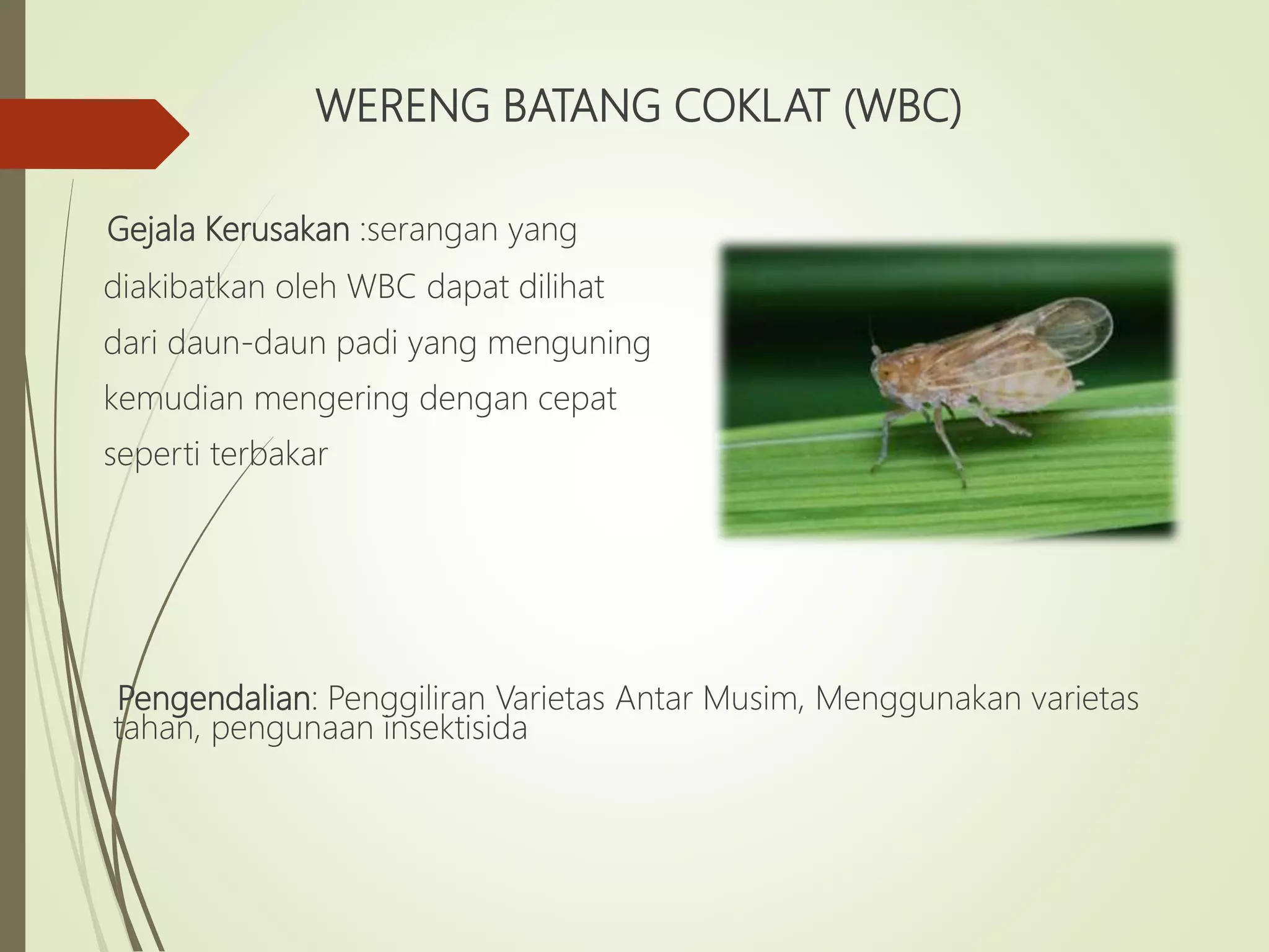 HAMA PENYAKIT MA.pptx