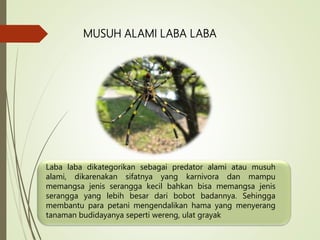 HAMA PENYAKIT MA.pptx