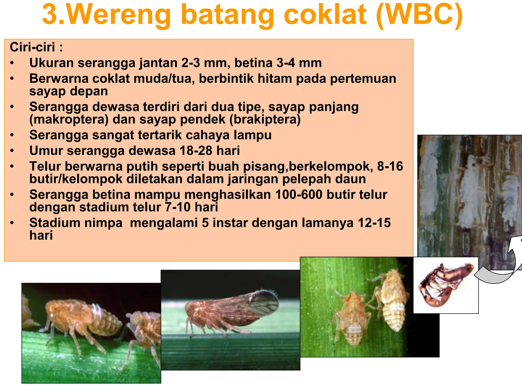 Hama dan Penyakit utama pada tanaman Padi.ppt