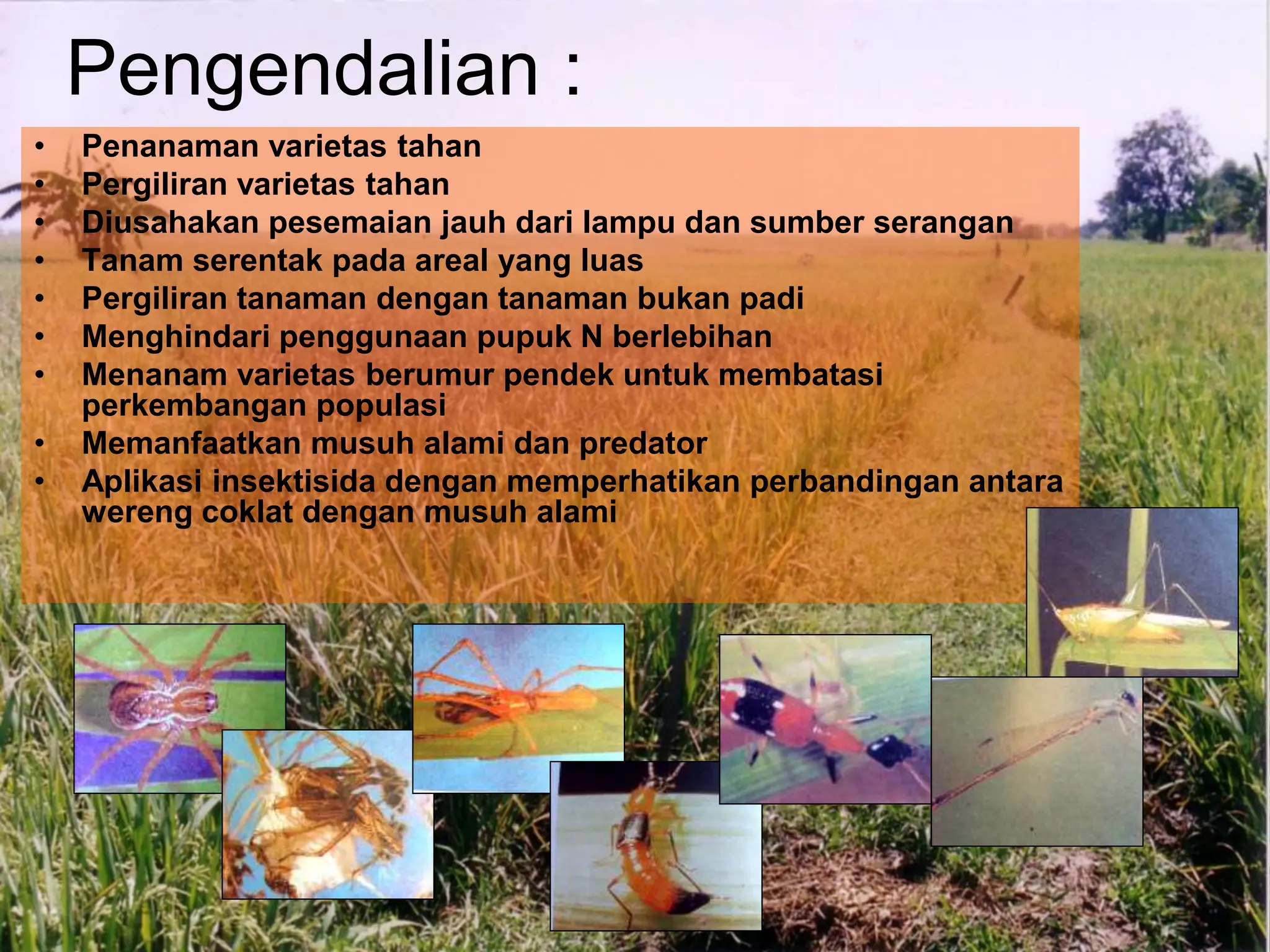 Hama dan Penyakit utama pada tanaman Padi.ppt