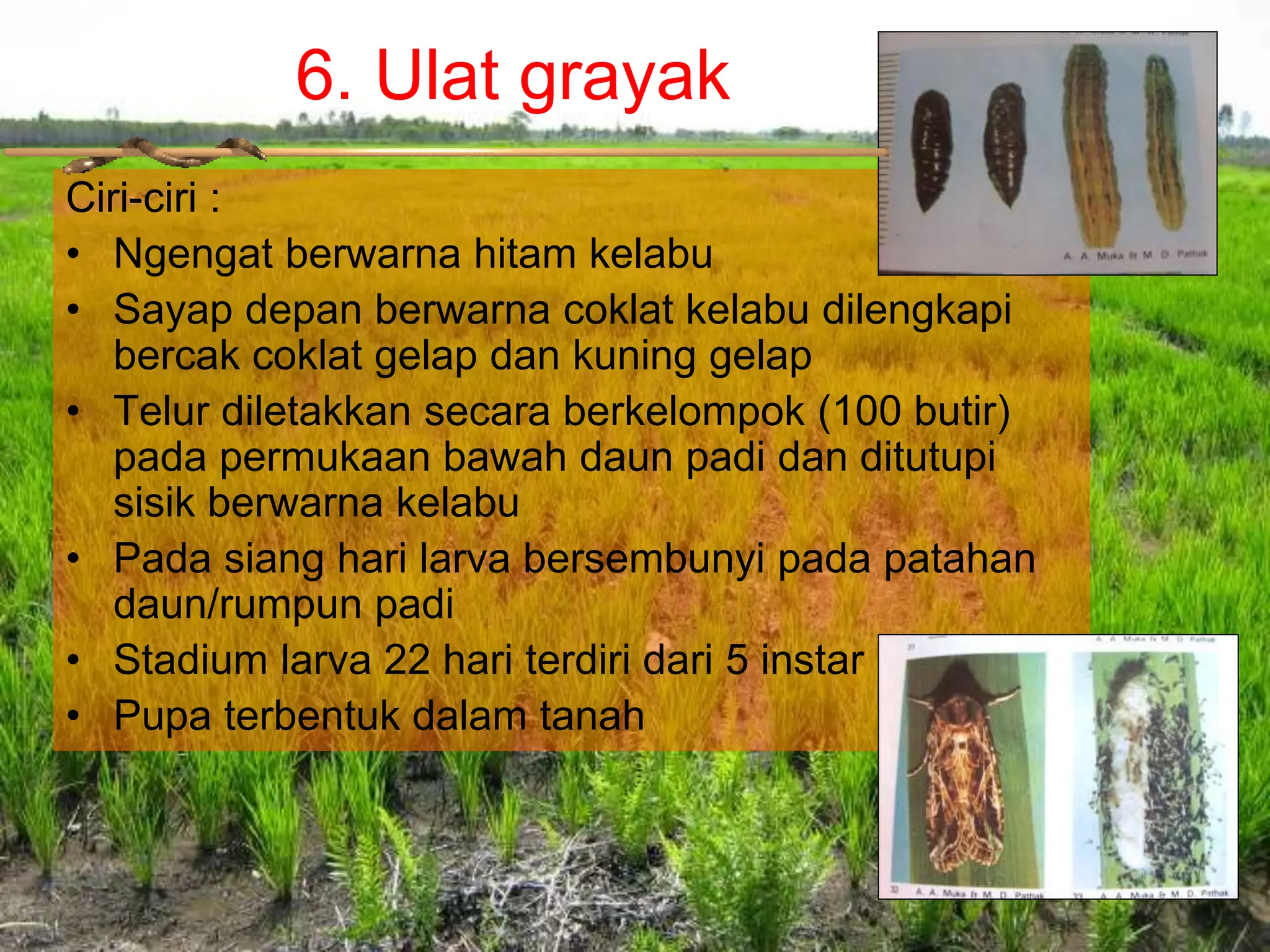 Hama dan Penyakit utama pada tanaman Padi.ppt