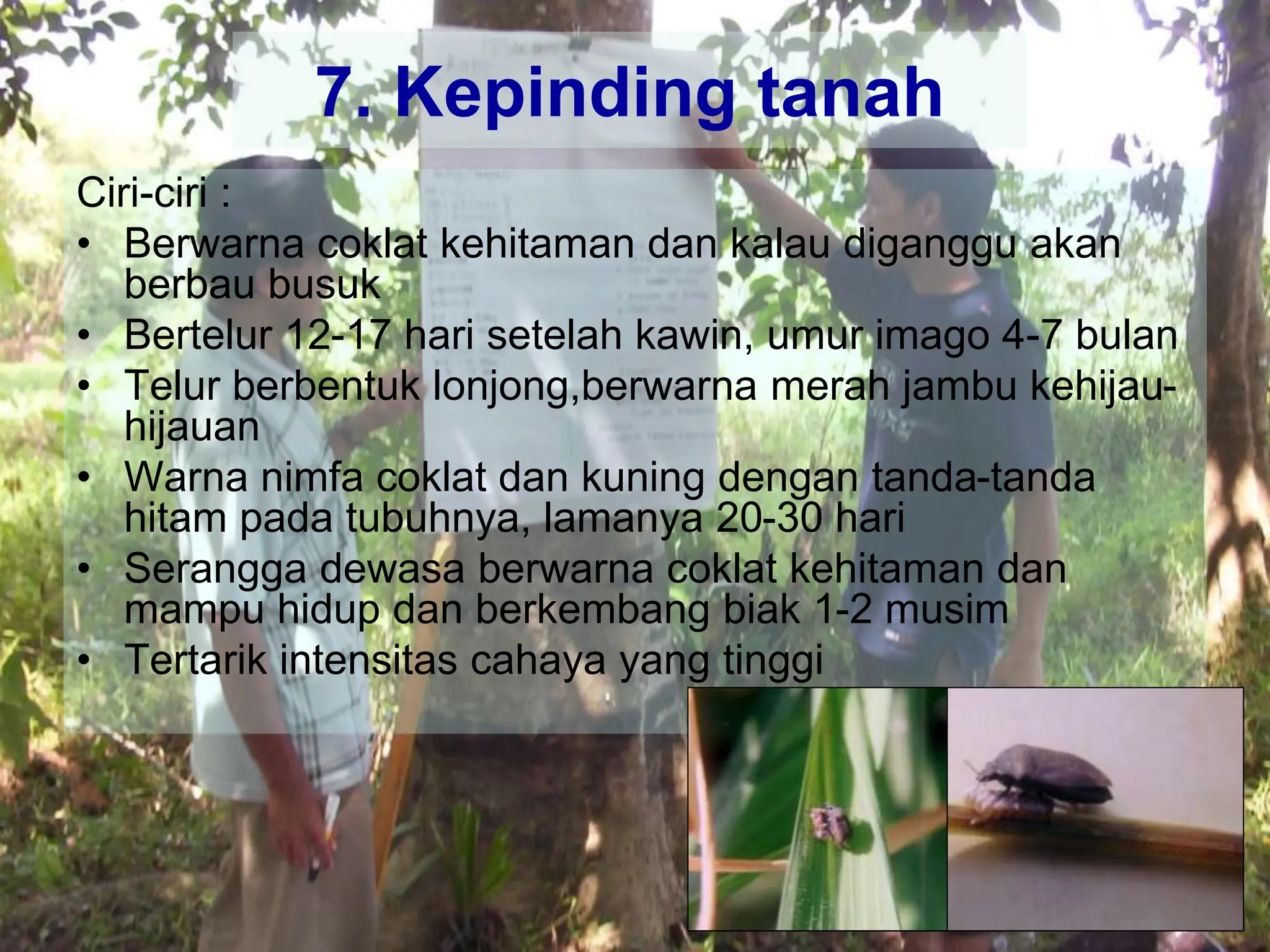 Hama dan Penyakit utama pada tanaman Padi.ppt