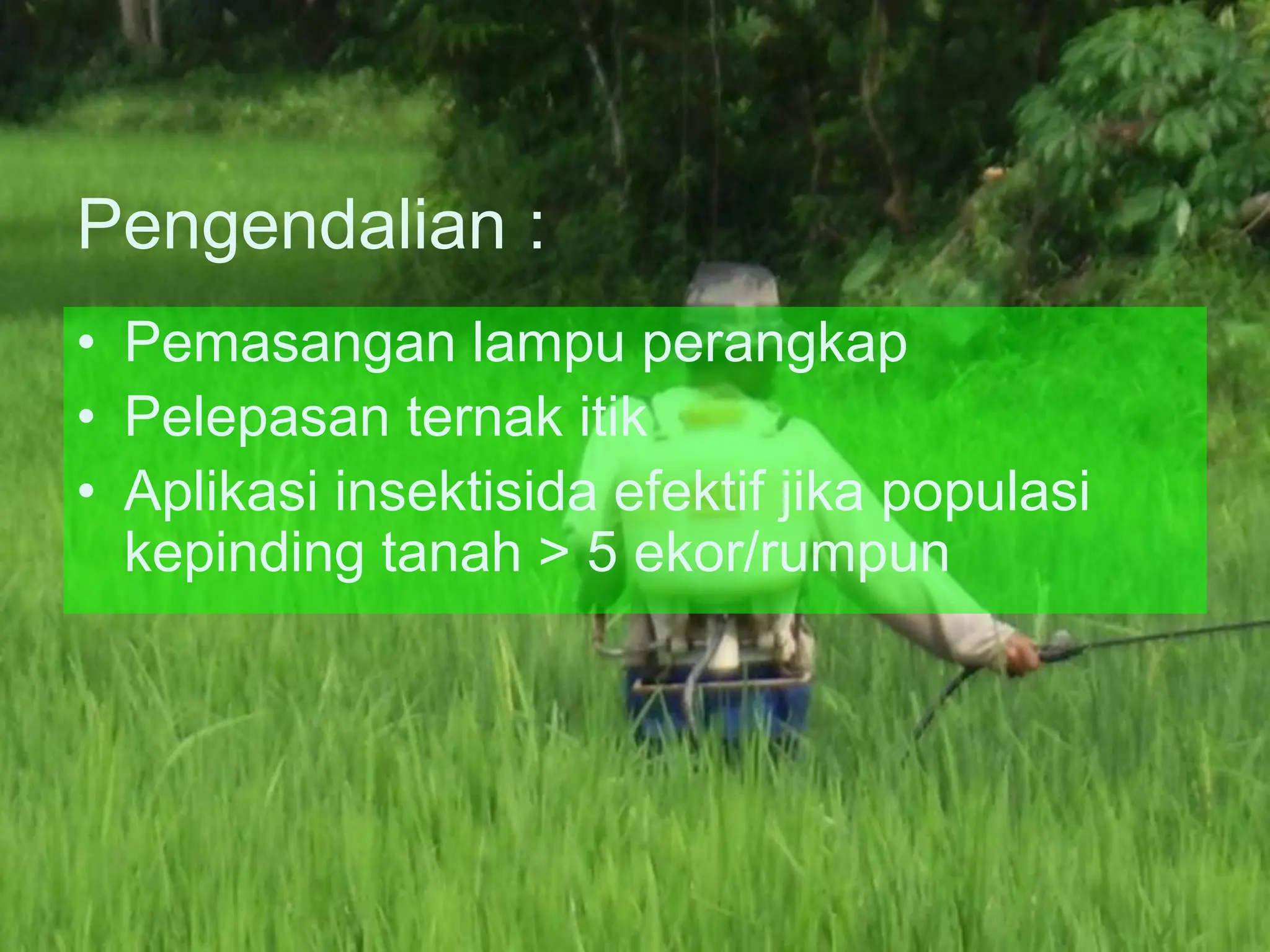 Hama dan Penyakit utama pada tanaman Padi.ppt