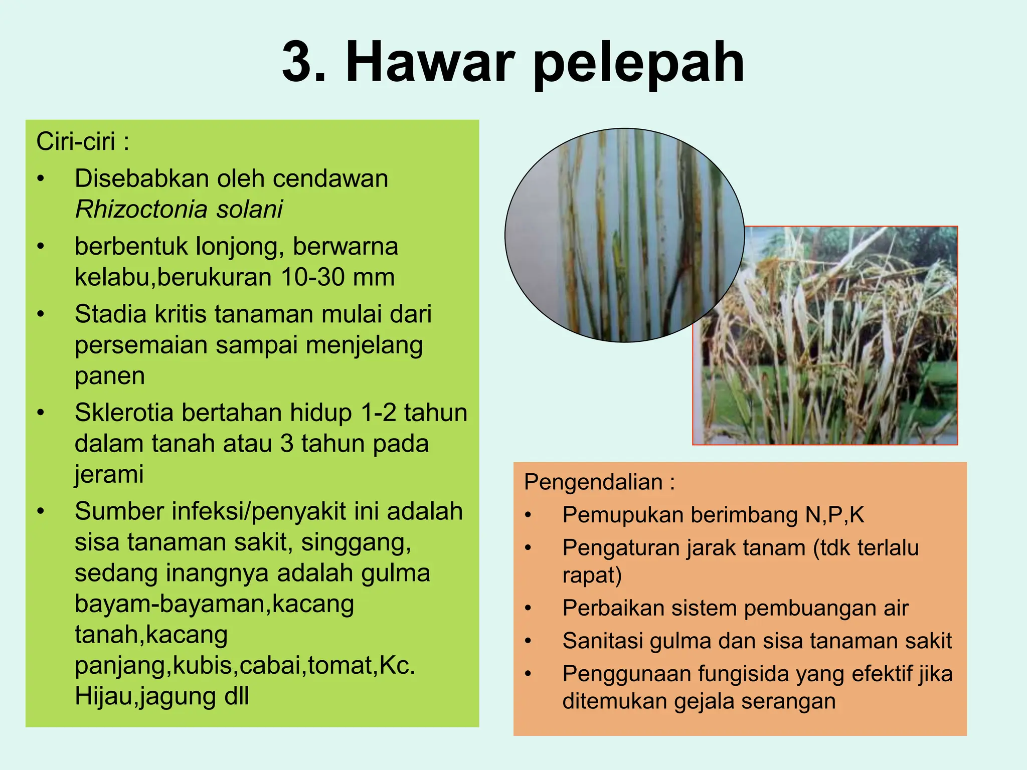 Hama dan Penyakit utama pada tanaman Padi.ppt